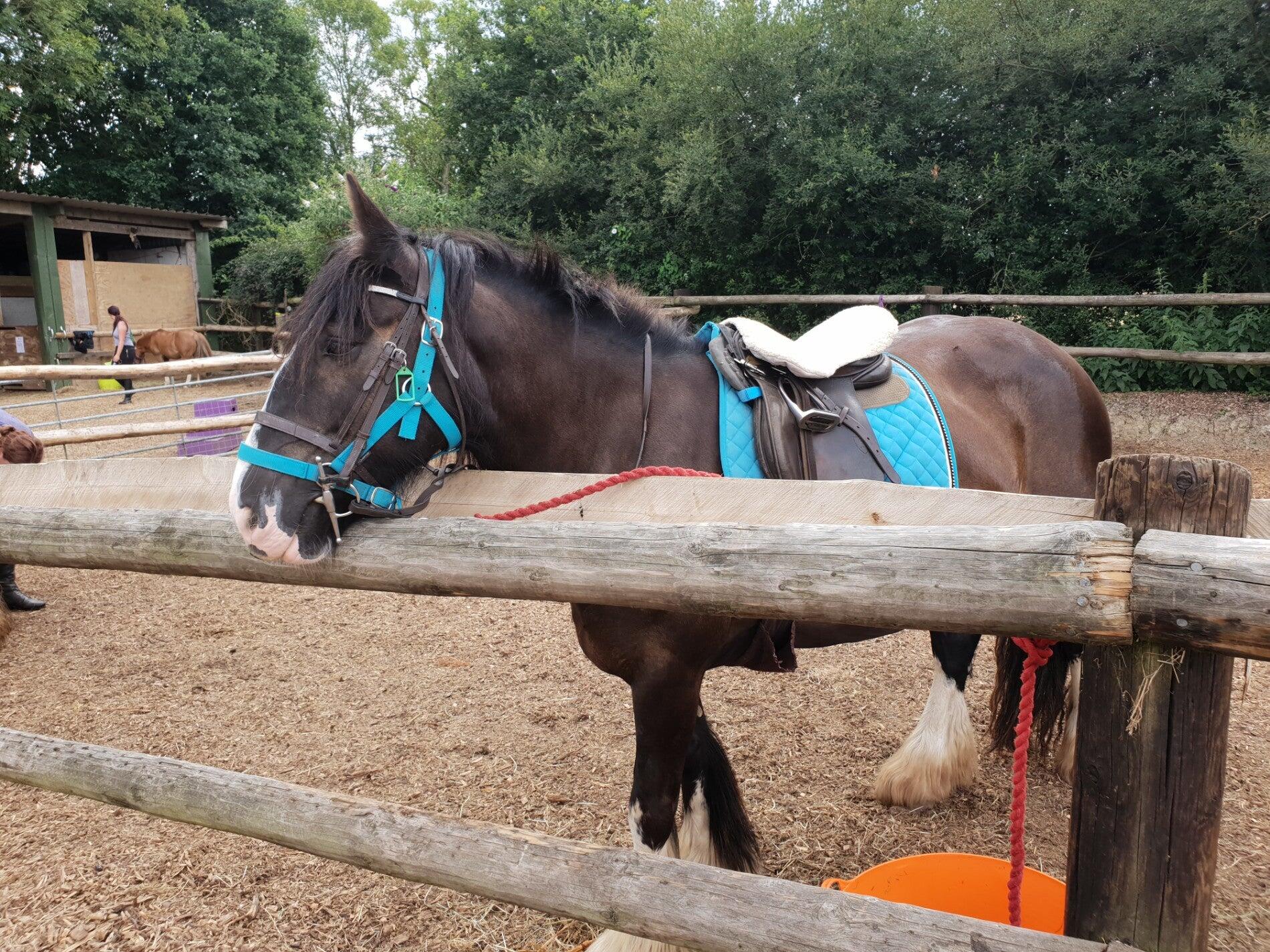 LittleField Riding Stables - Kingsley - Nextdoor