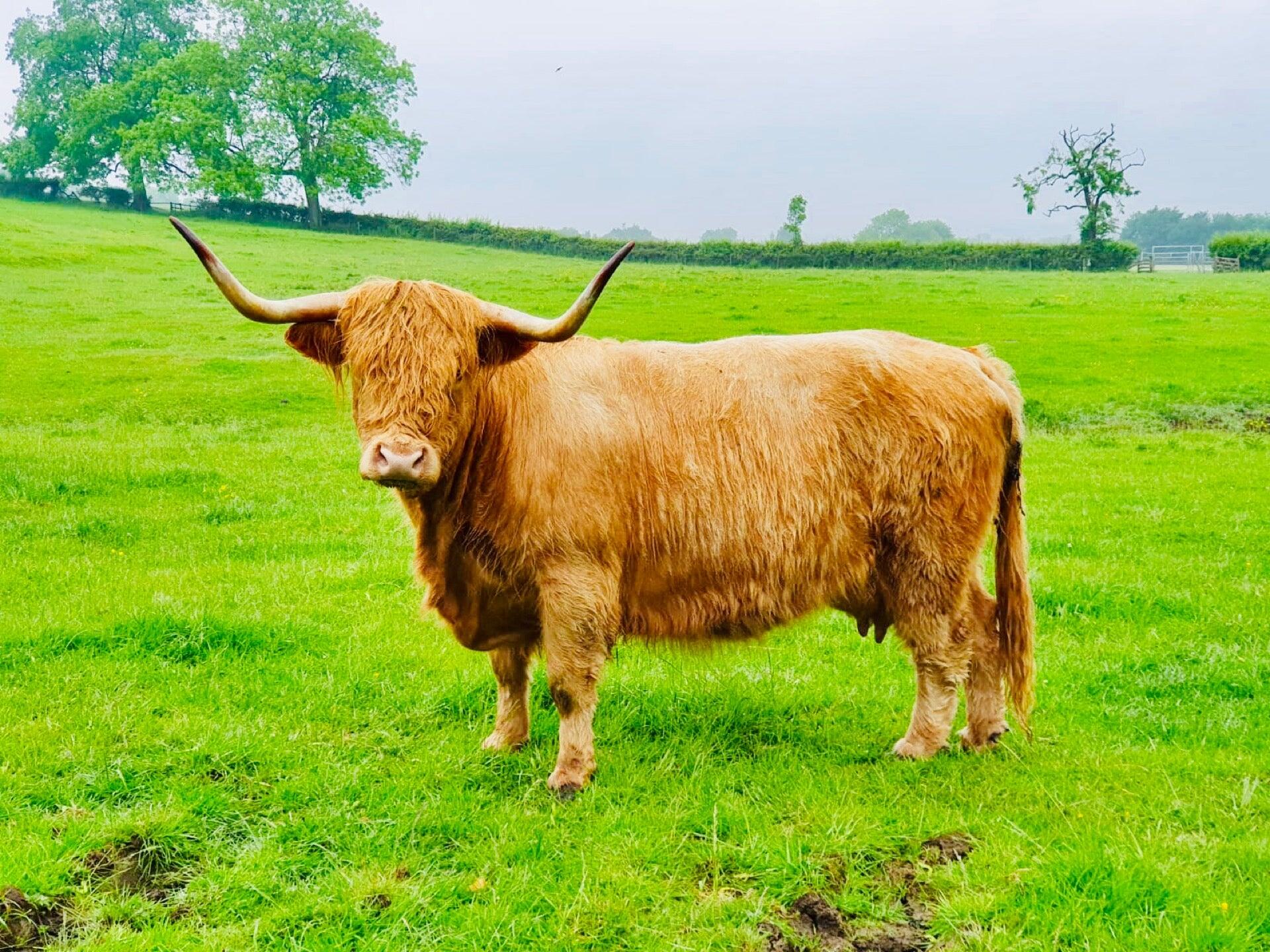 Highlander Farm - Nextdoor