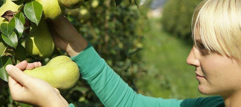 Fruit Modena Group Società Coop. Agricola - Nextdoor