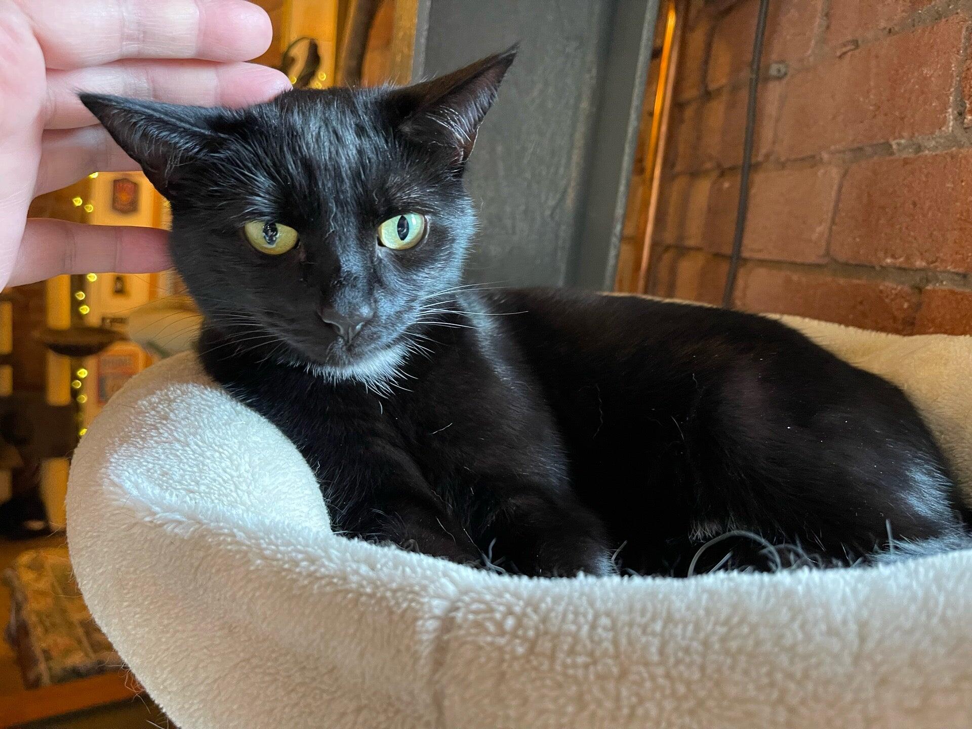 Tabby Teas - Sheffield - Nextdoor