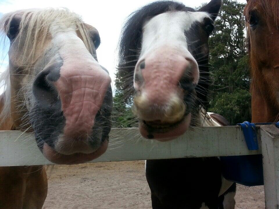 Kiddy Up Ranch - New Port Richey, FL - Nextdoor