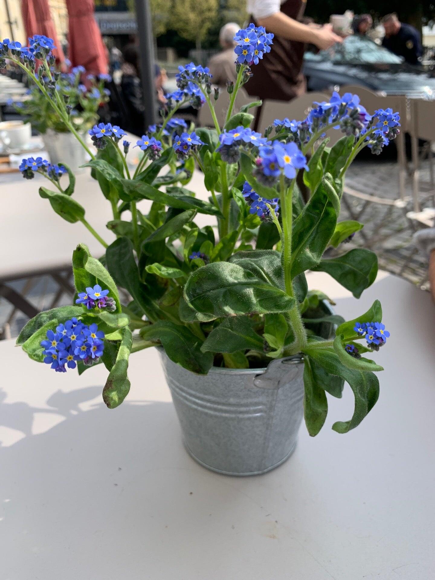 Didi's chocolate & coffee - Nextdoor