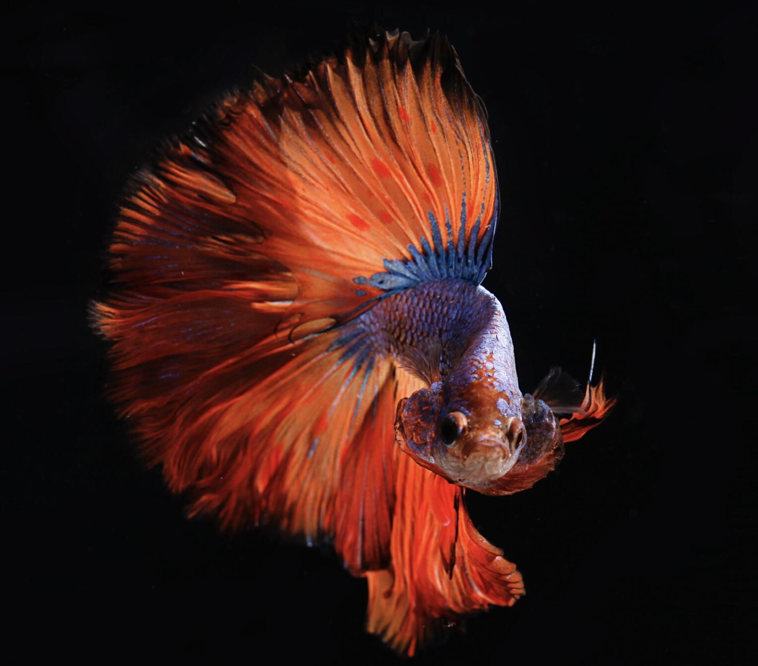 Fish & Fins Aquarium Cleaning & Maintenance Service - Birmingham, GB ...