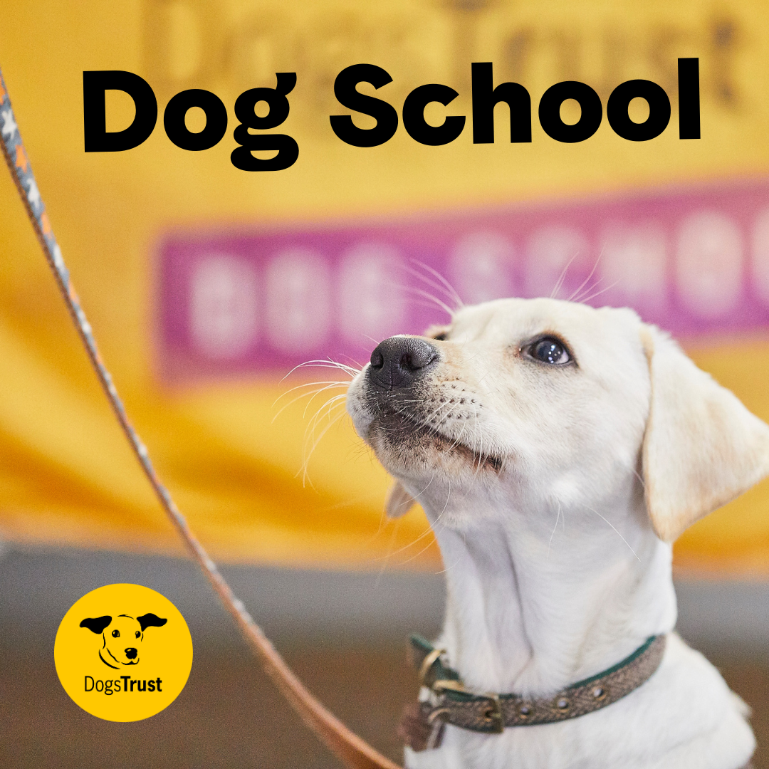 Dogs Trust Dog School - Ballymena, Northern Ireland - Nextdoor