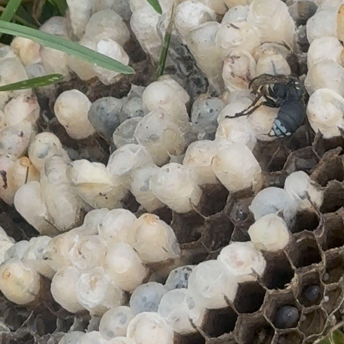 Sean The Bee Man - Laureldale, PA - Nextdoor