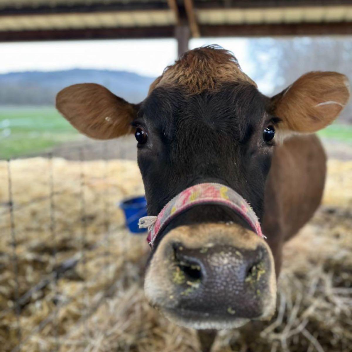 Mini Shire Farm & Ranch - Nextdoor