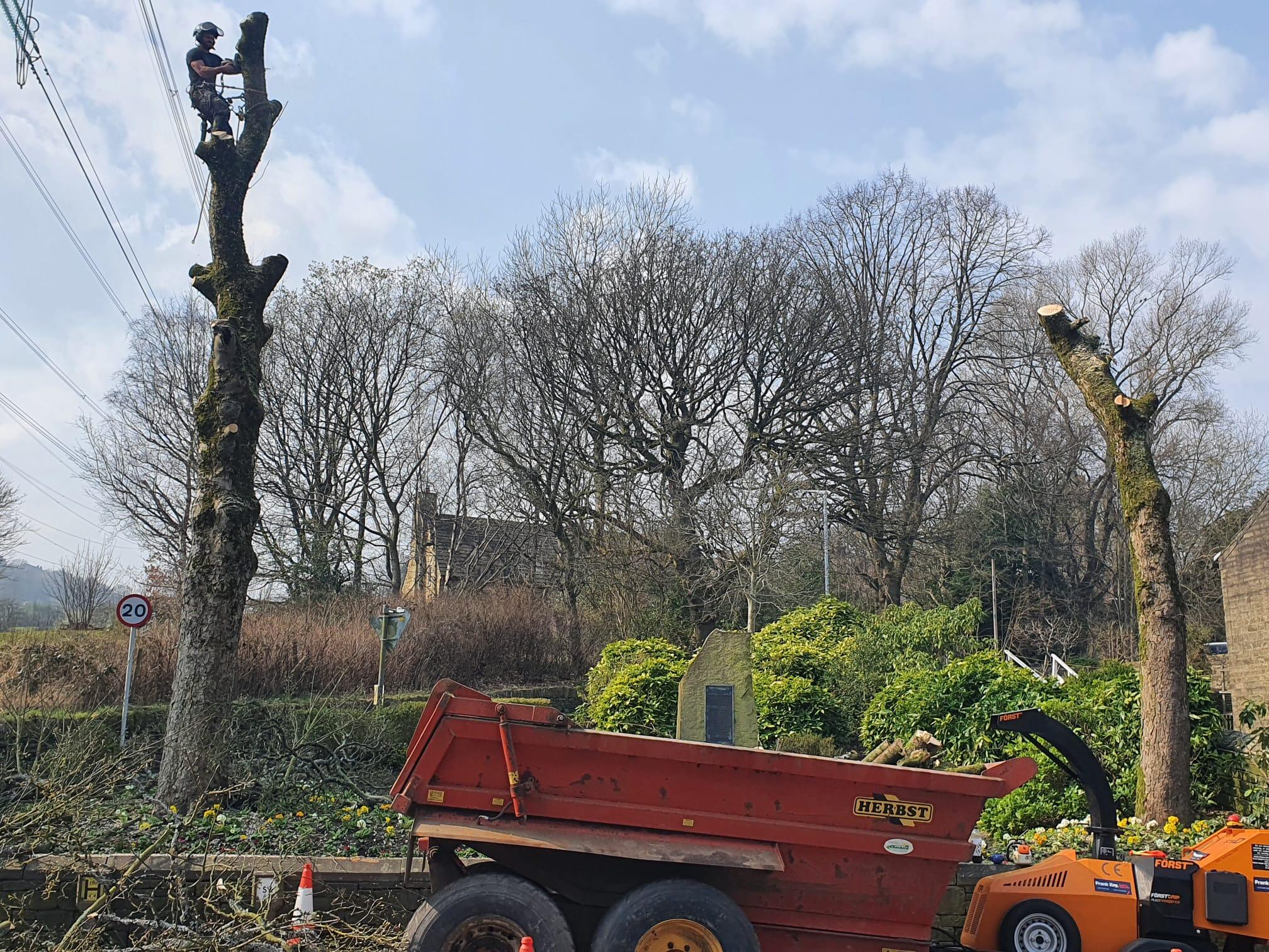 G.P tree and garden services - Nextdoor