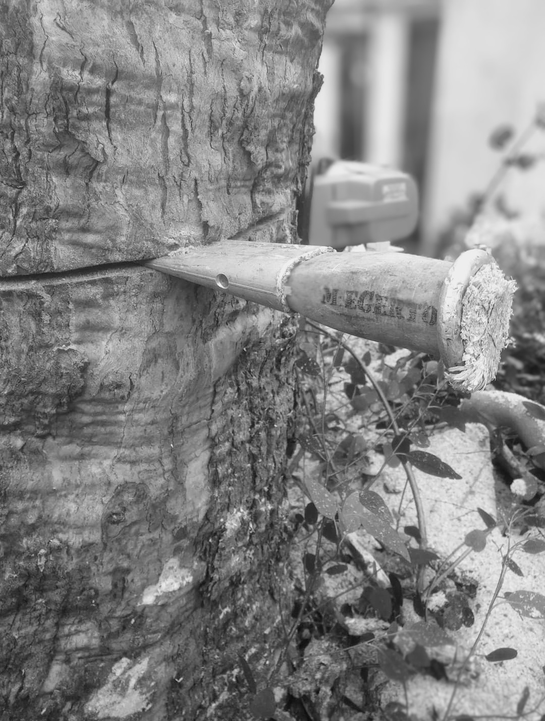 Michael Egerton Tree Maintenance - Nextdoor