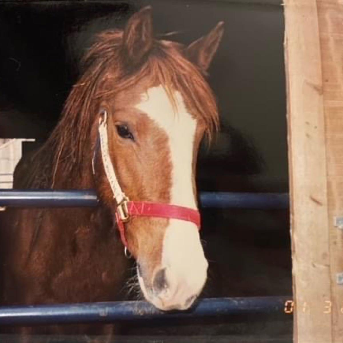 Cherokee's Spirit Mustang Rescue & Equine Refuge - Washburn, TN - Nextdoor