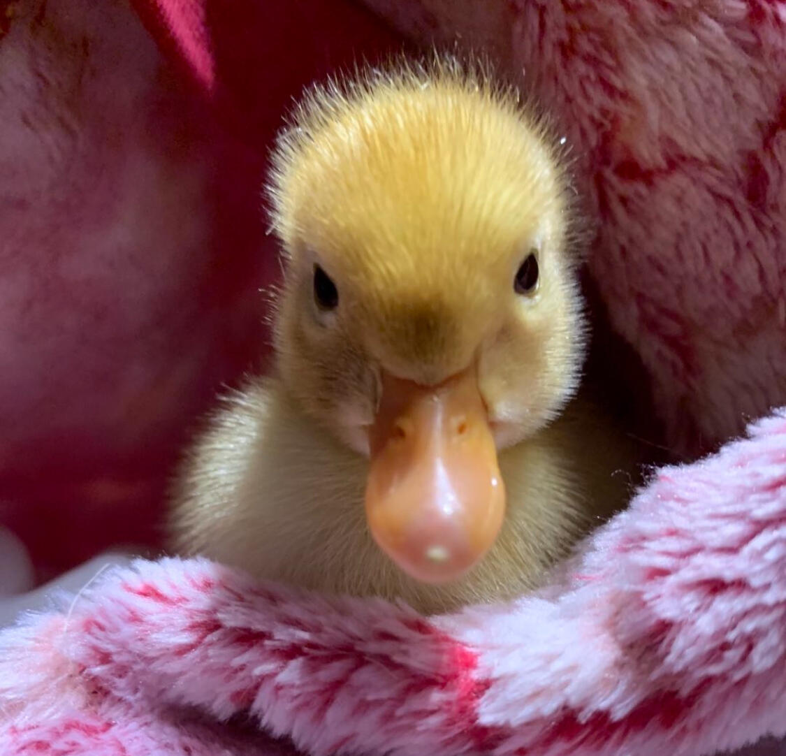 Duck N' Cluck - Shawnee, OK - Nextdoor