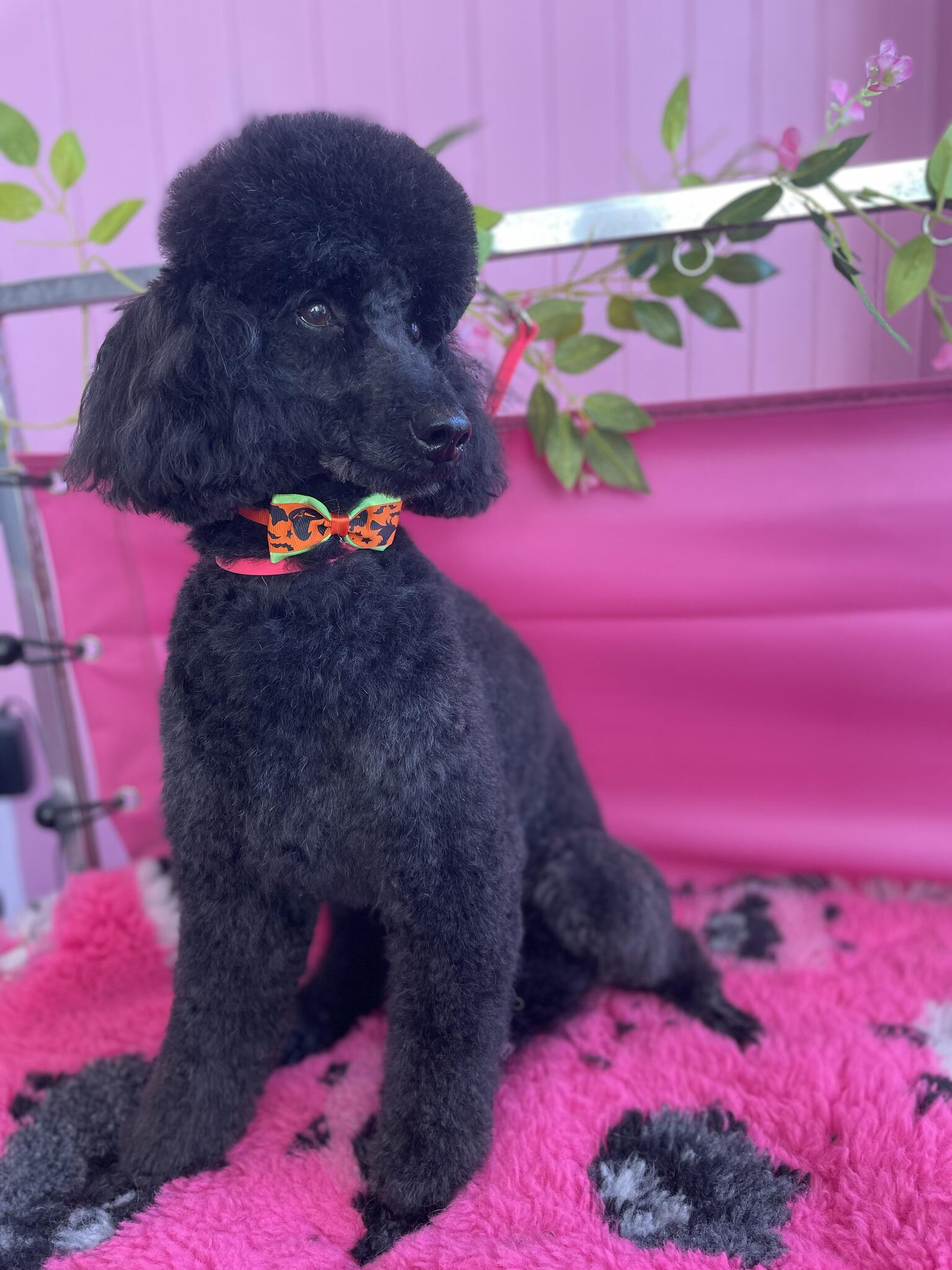 Suzanne's Grooming Pad - Kilbarchan - Nextdoor