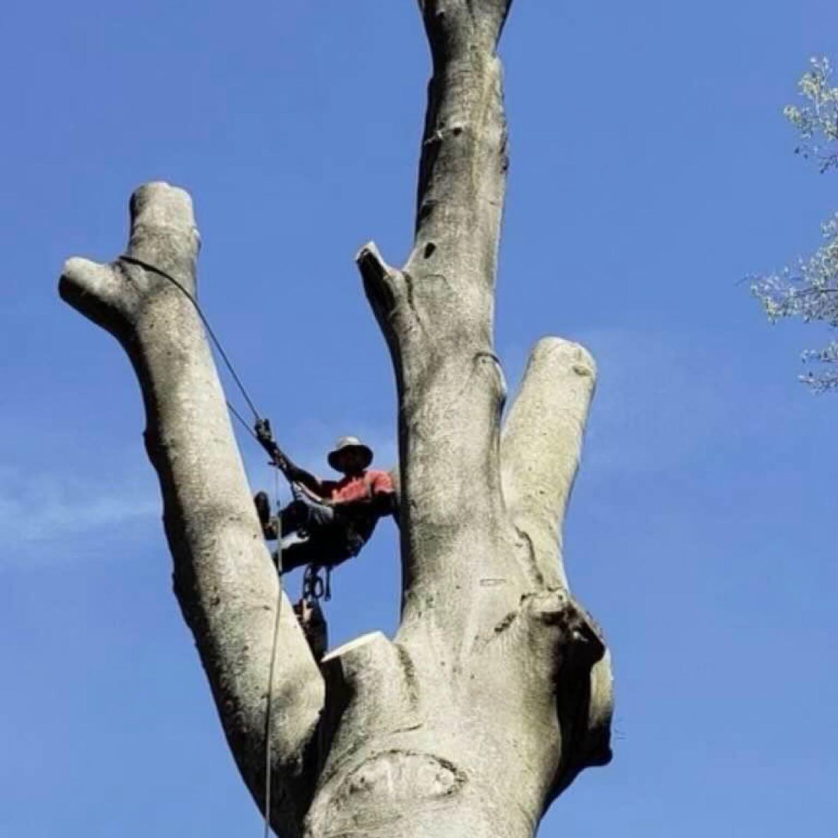 Jon Davis Tree Service - Brooksville, FL - Nextdoor