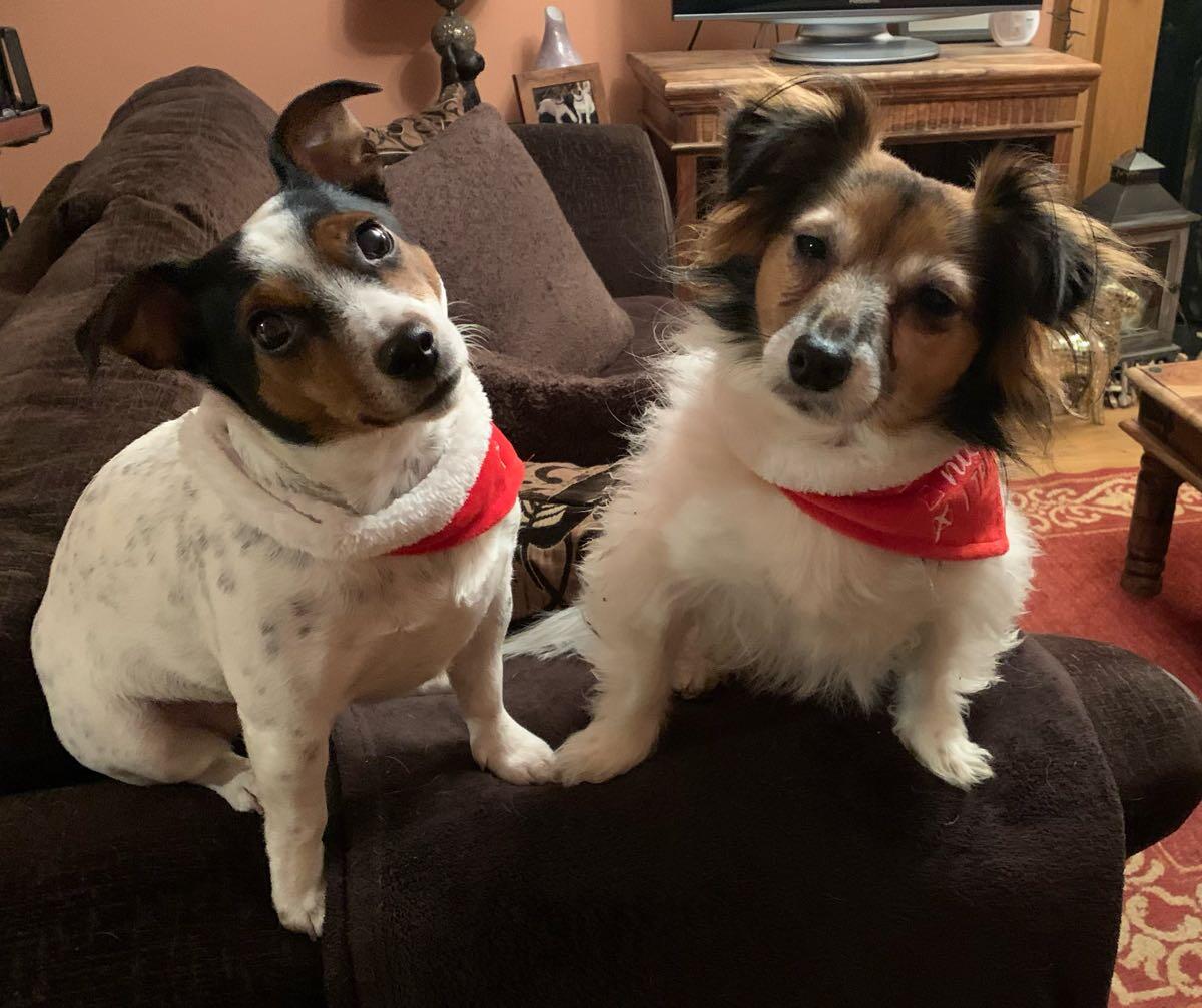 The Ultimutt Collar Club( Sharon Holness) - Sudbury, GB-ENG - Nextdoor
