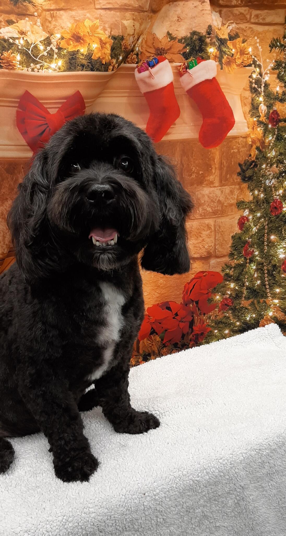 Top 'n' Tails dog grooming - Nextdoor