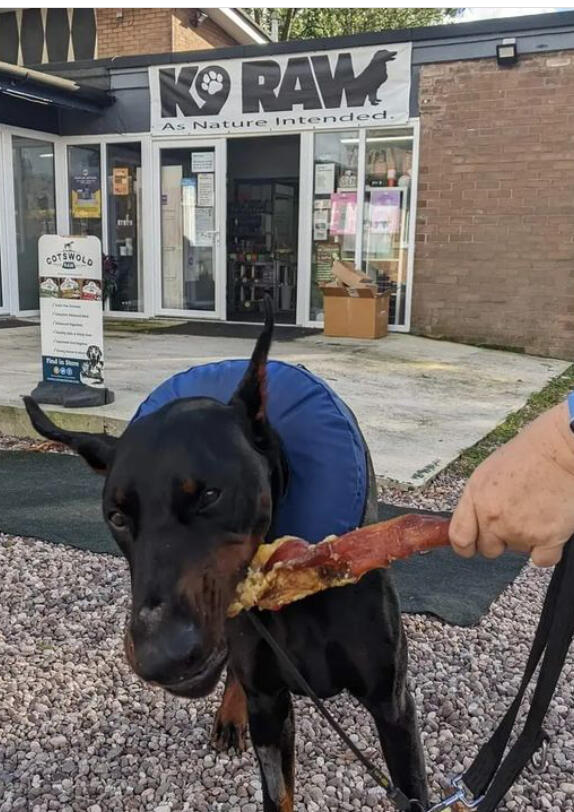 K9 Raw - Congleton, GB-ENG - Nextdoor