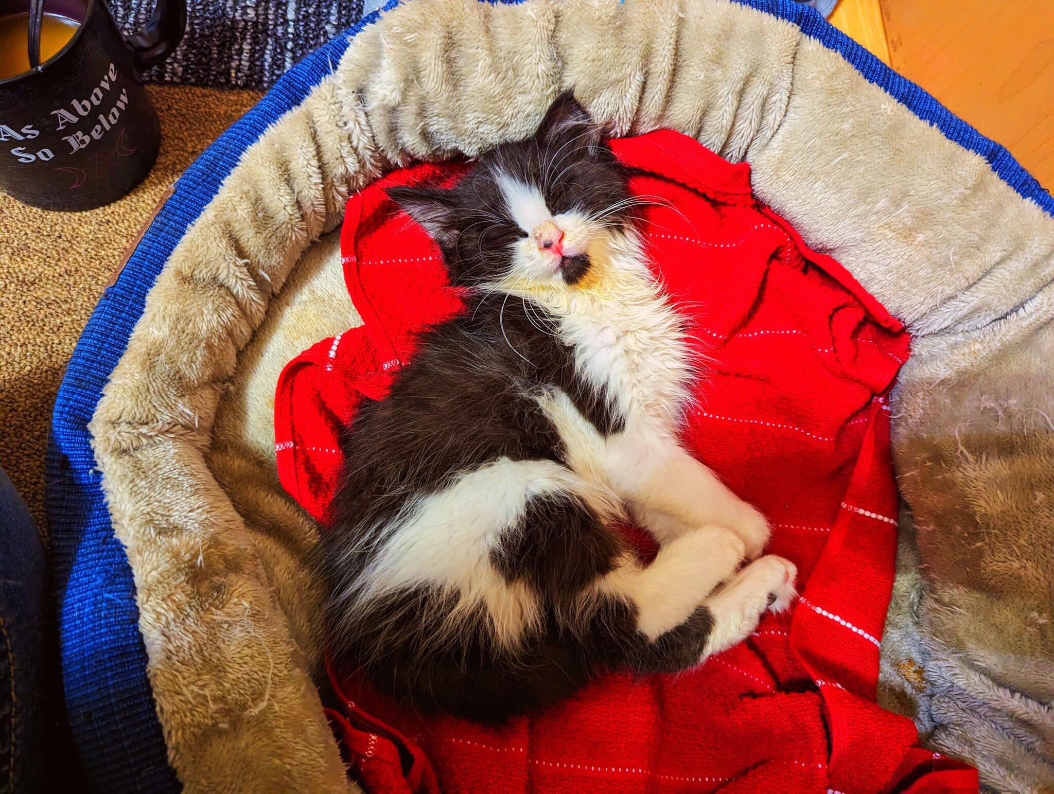 Recycled Felines - Newport, OR - Nextdoor