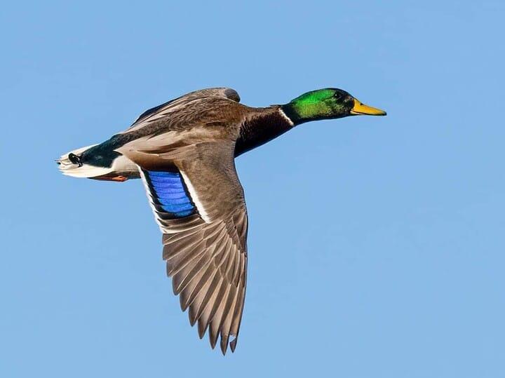 Mallard Services LLC - Nextdoor
