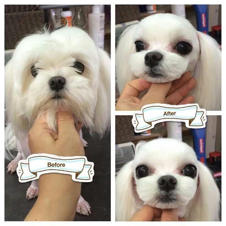 Tidy Dog Northampton - Northampton, England - Nextdoor