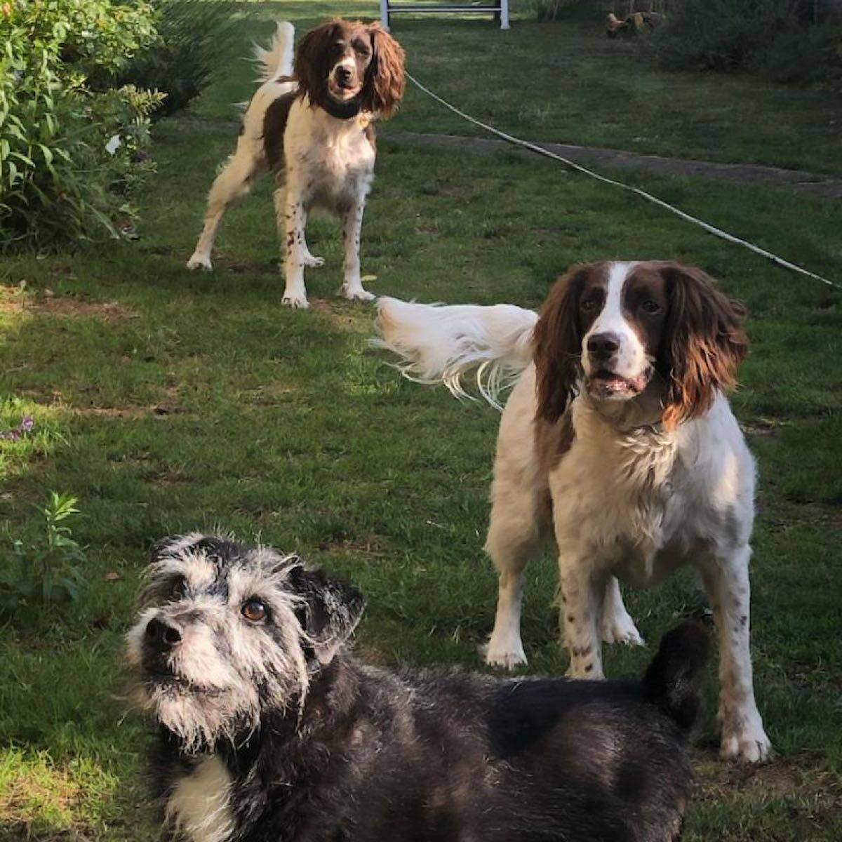 David's Dog Walking & Home Boarding - Bury St Edmunds, GB-ENG - Nextdoor