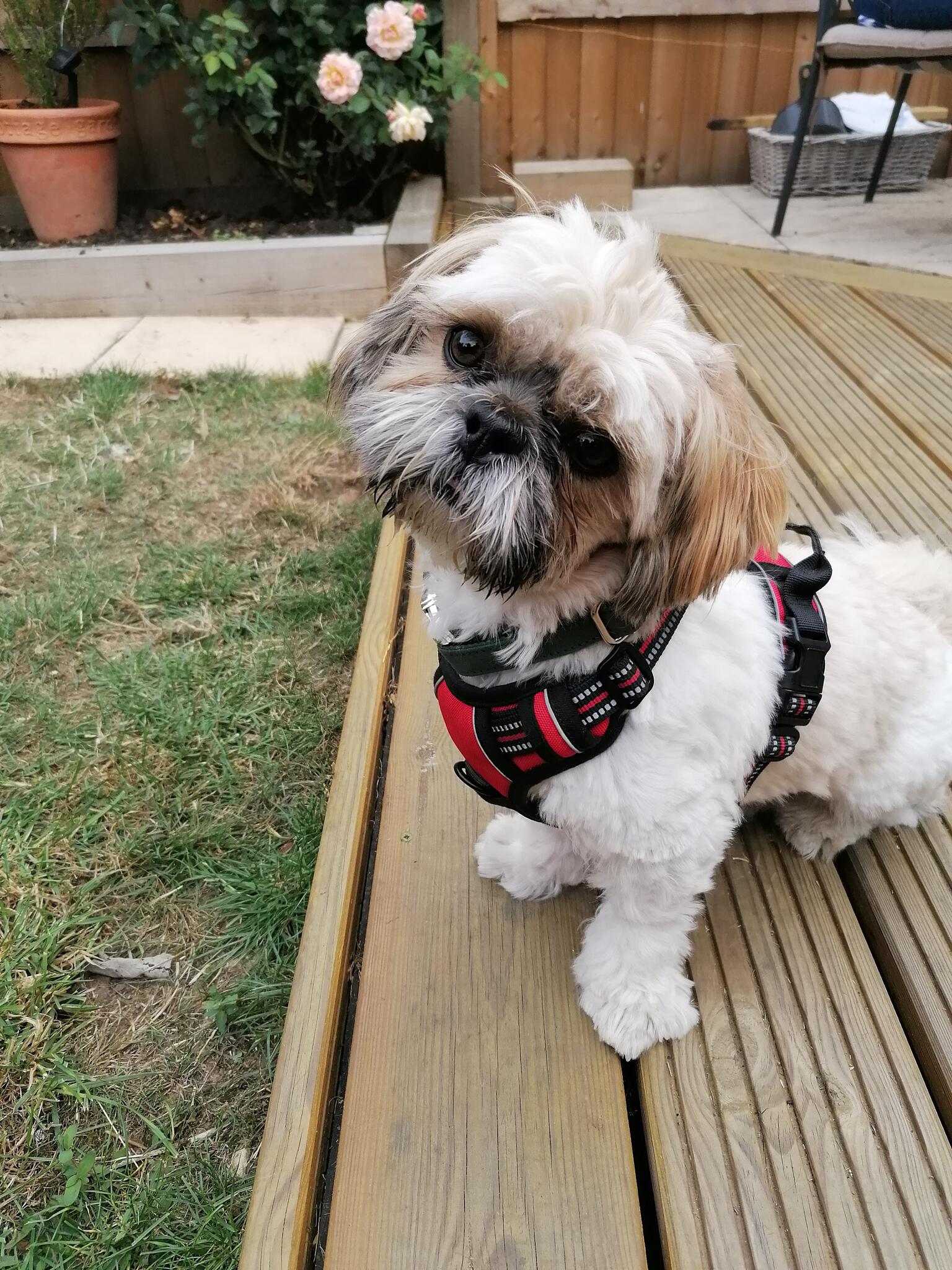 Acorn Cottage Dog Boarding and Walking - Cheltenham, GB-ENG - Nextdoor