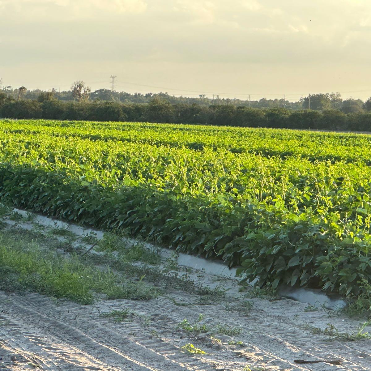 Graham Farms Melon Sales - Avon Park, FL - Nextdoor