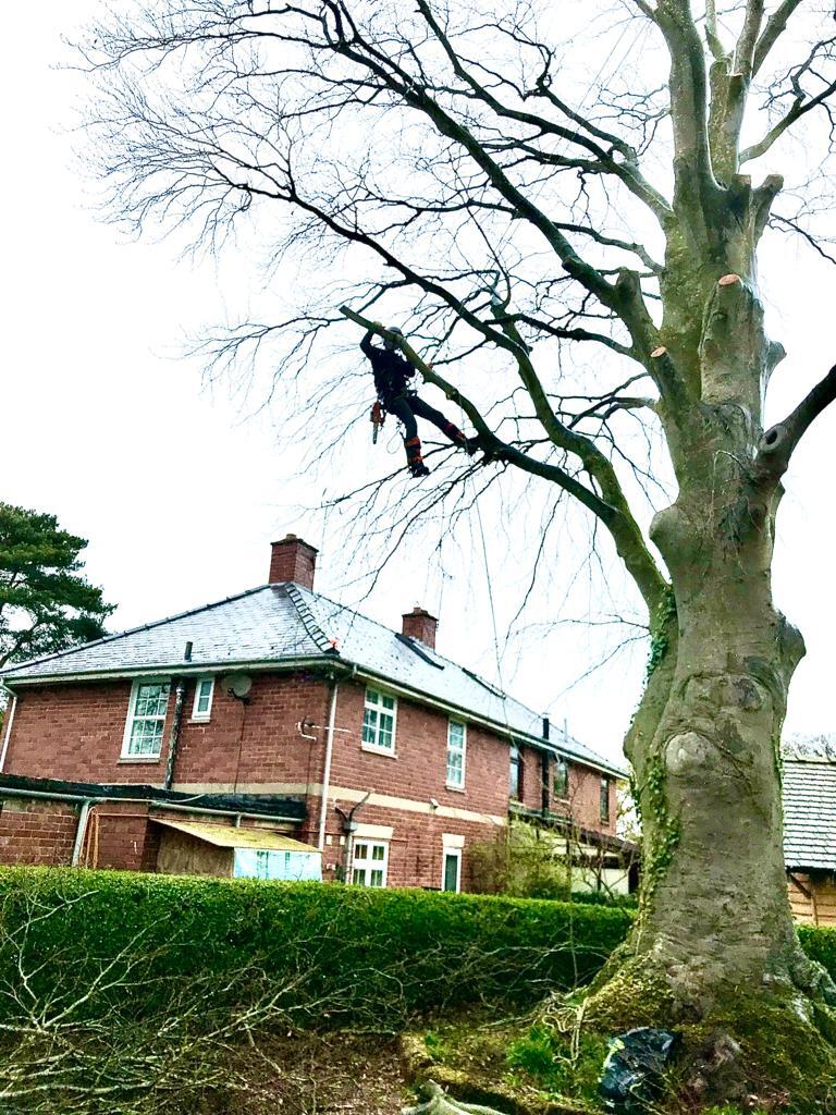 Woodstock Tree and Garden Care - Chester - Nextdoor