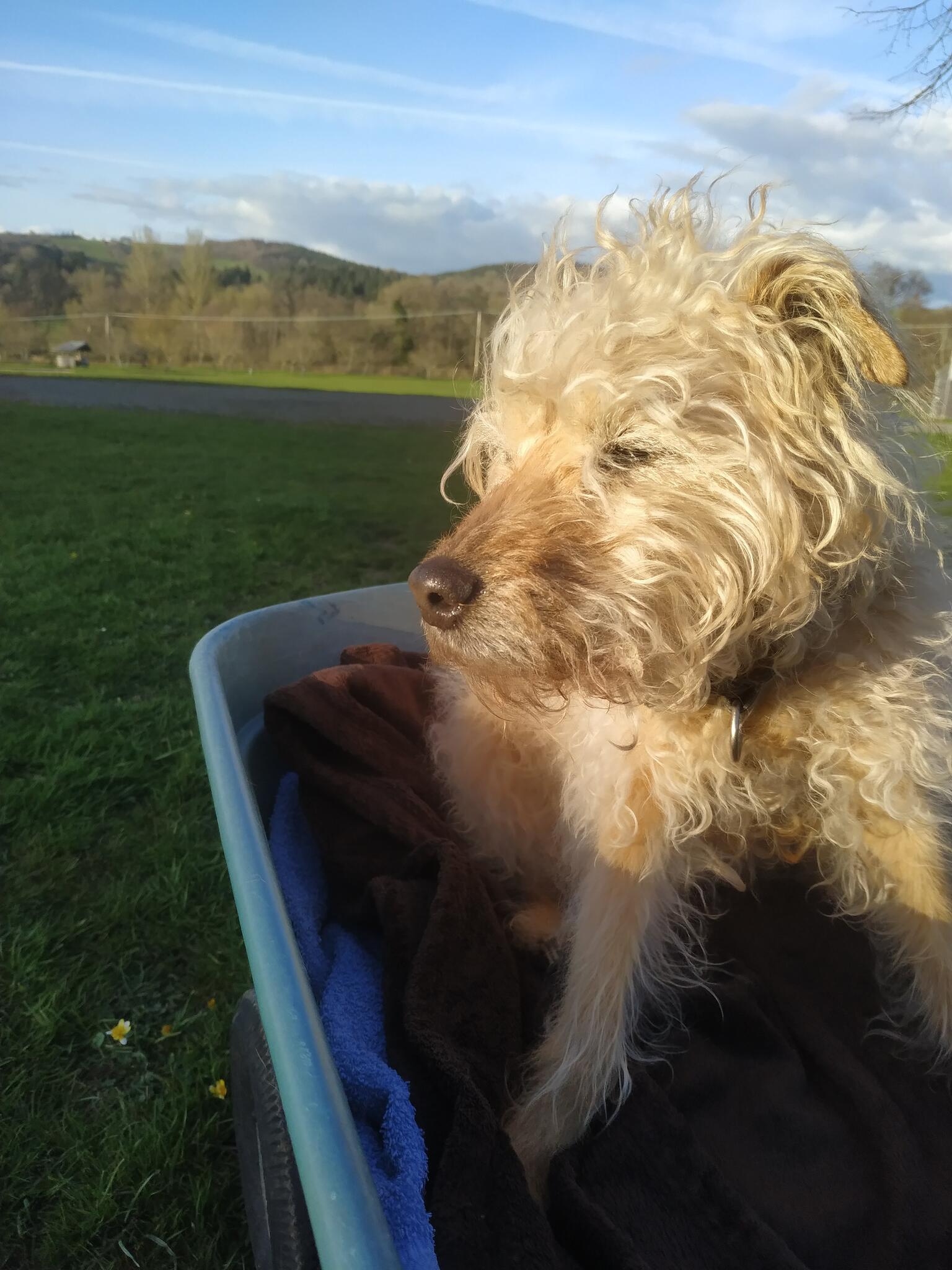 Walkies-dog walking and pet sitting - Nextdoor