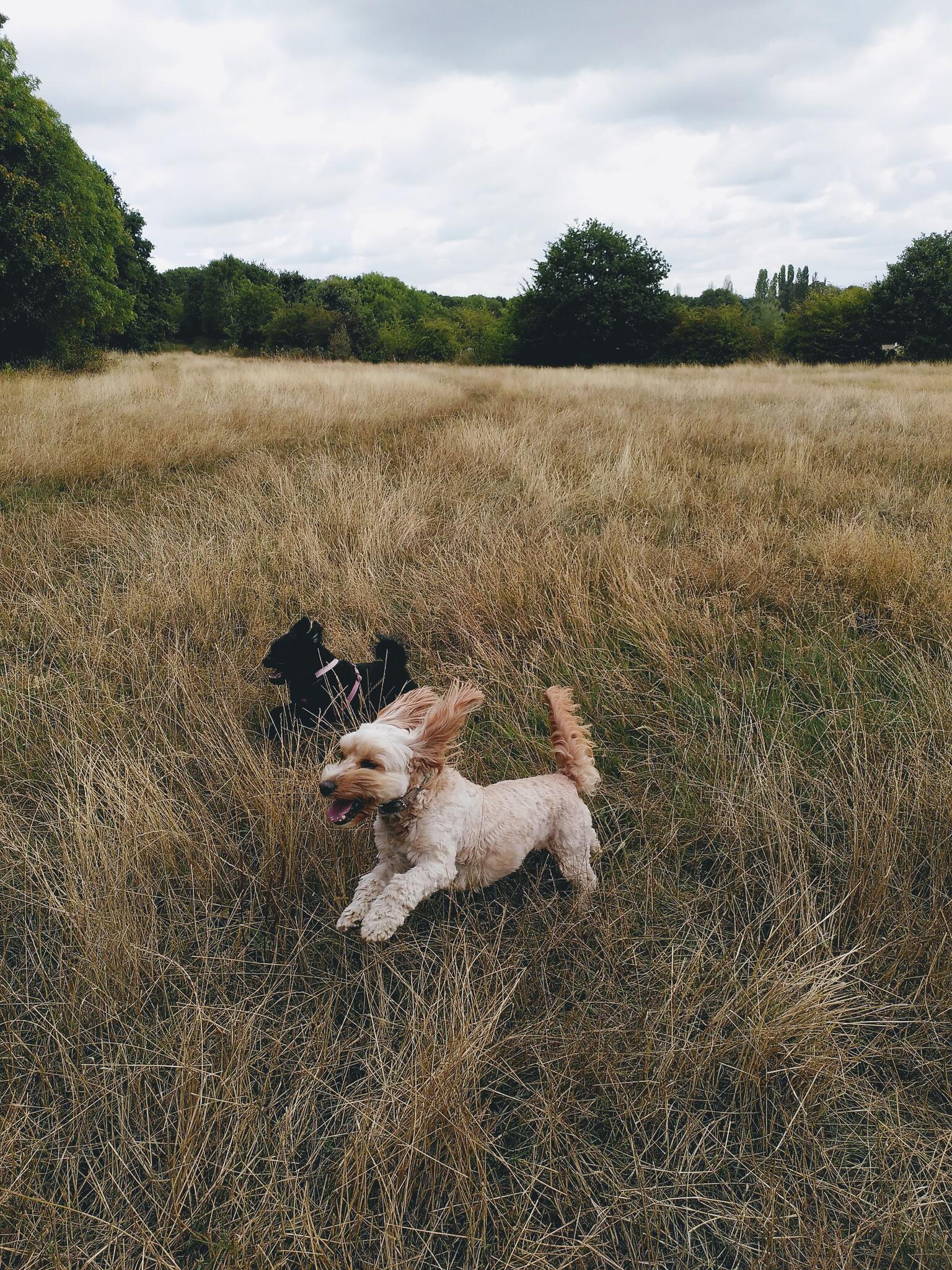 Dog Walks by Chelsea - Crouch End - London - Nextdoor
