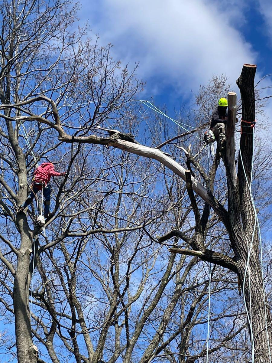 Martinez tree service & landscaping Llc - Indianapolis, IN - Nextdoor