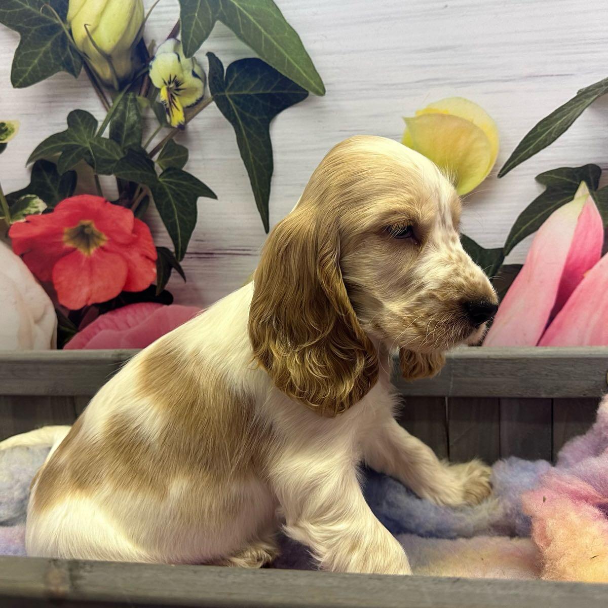 Pet Services At Eastfalla - Nextdoor