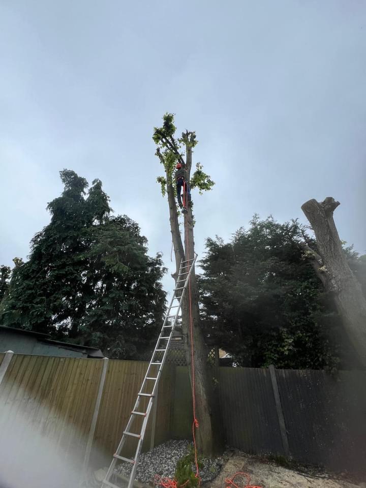 Tree Of Herts - All Tree and Garden Services - Nextdoor