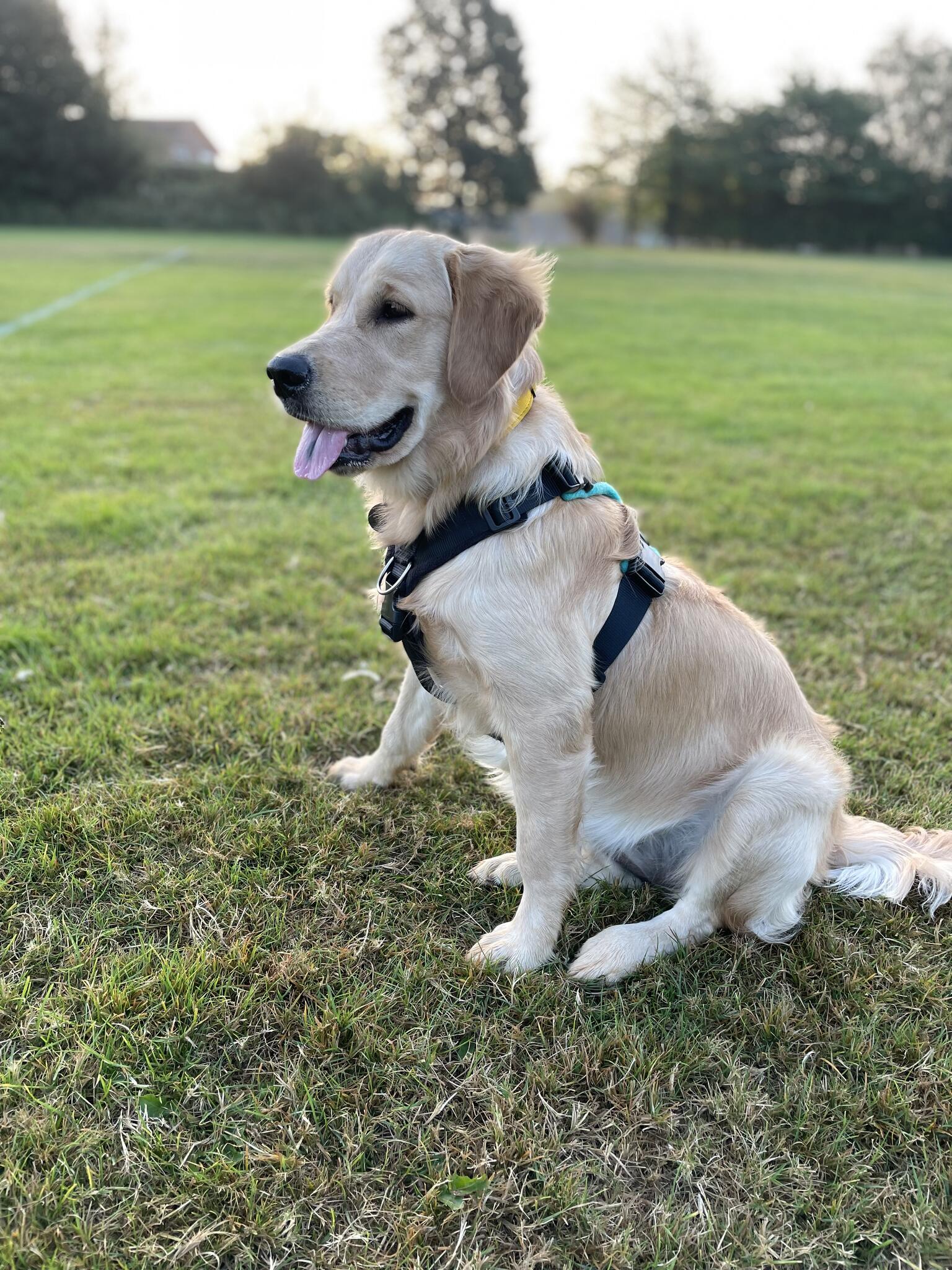 Positive Paws Dog training- one to ones, classes, walking/ sitting ...