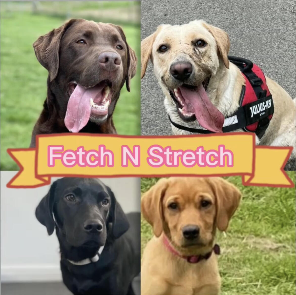 Fetch N Stretch - Nextdoor