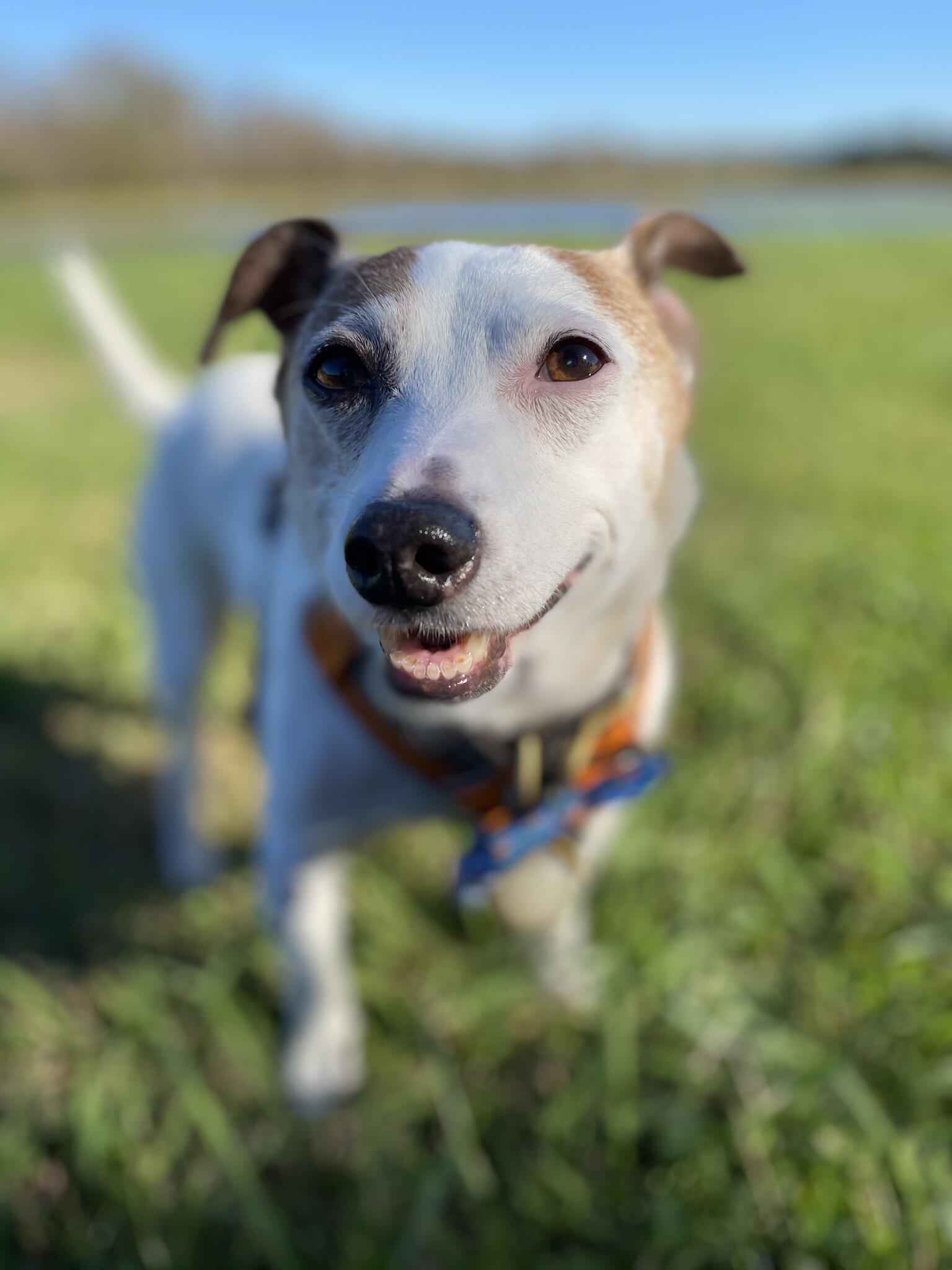 Dickinson Animal Services - Nextdoor
