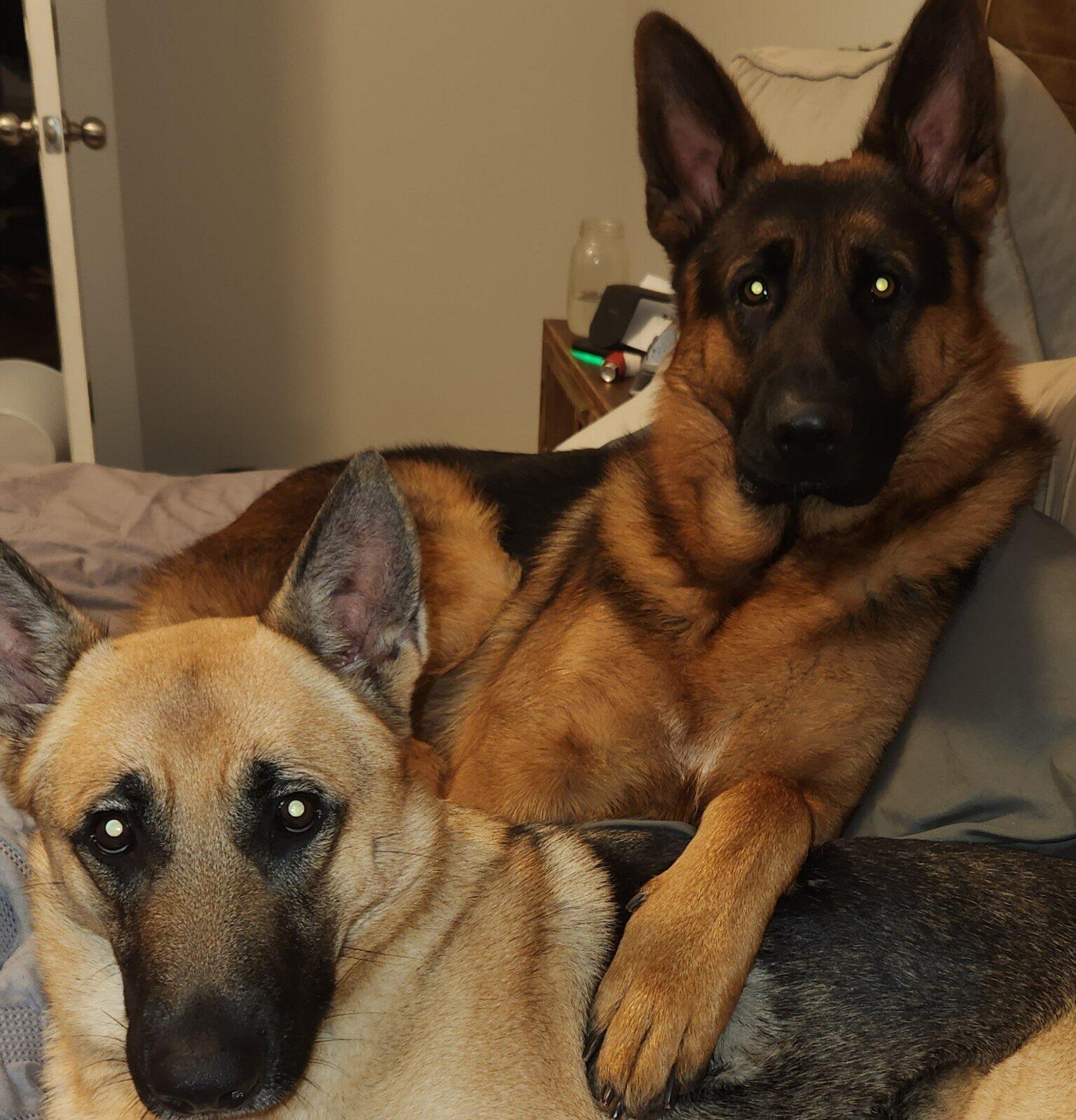 South Texas GSD - Corpus Christi, TX - Nextdoor