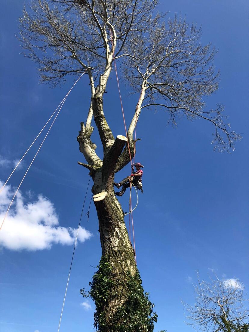 RH Arb - Newcastle - Nextdoor