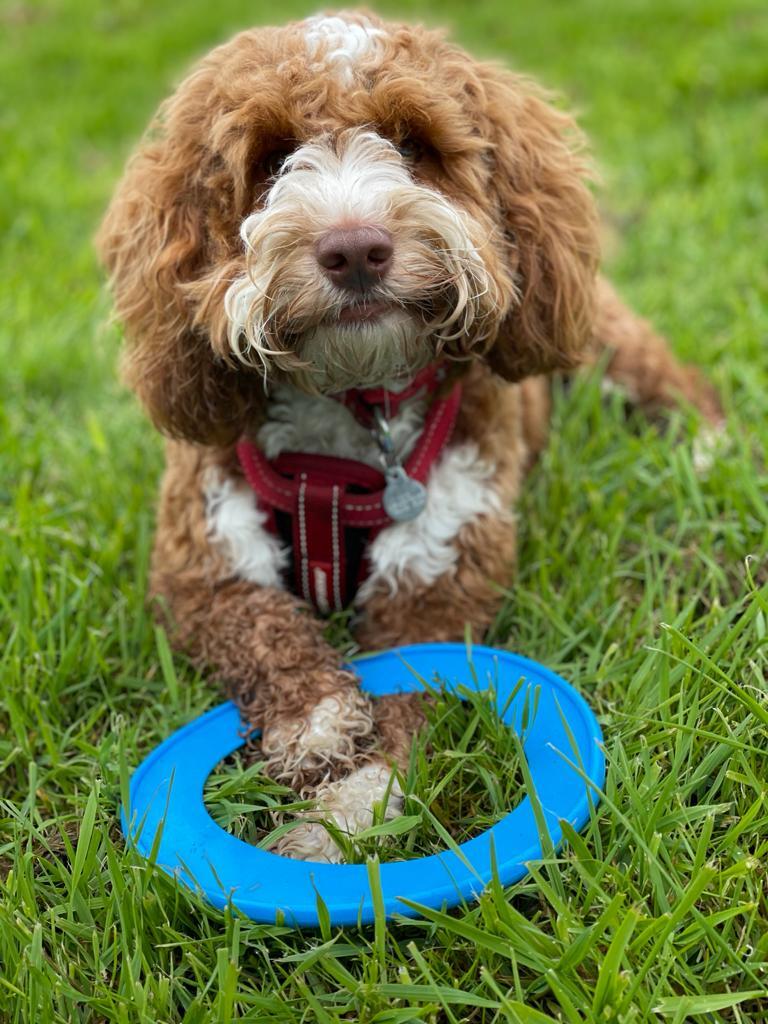 Gracelands Cockapoos - Nextdoor