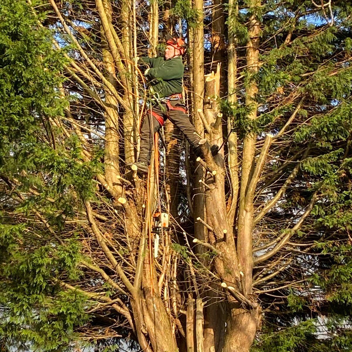 G&T Tree Services - Wirral, GB-ENG - Nextdoor