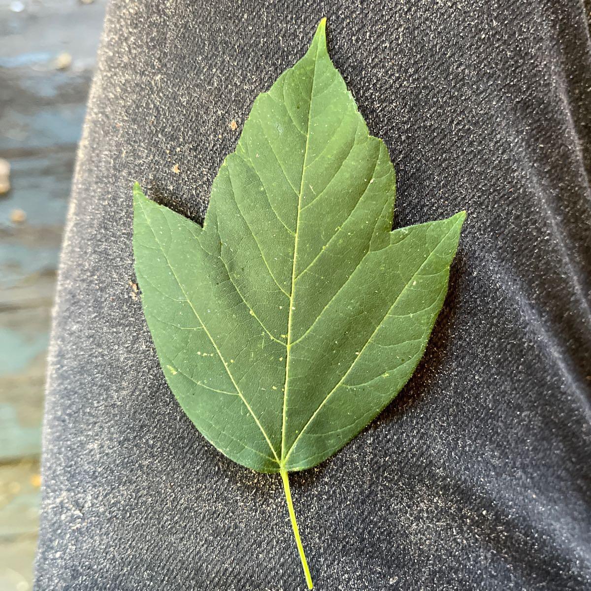 Colorado leaf and limb - Nextdoor
