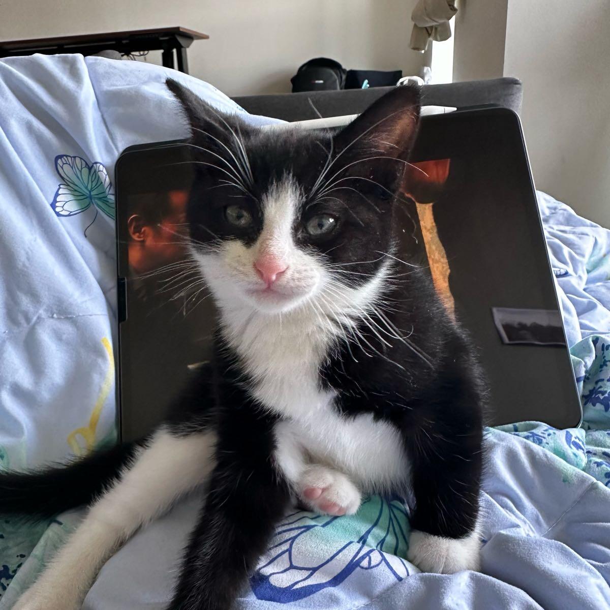 Mia Mia Cat Care - Hayes, Middlesex - Nextdoor