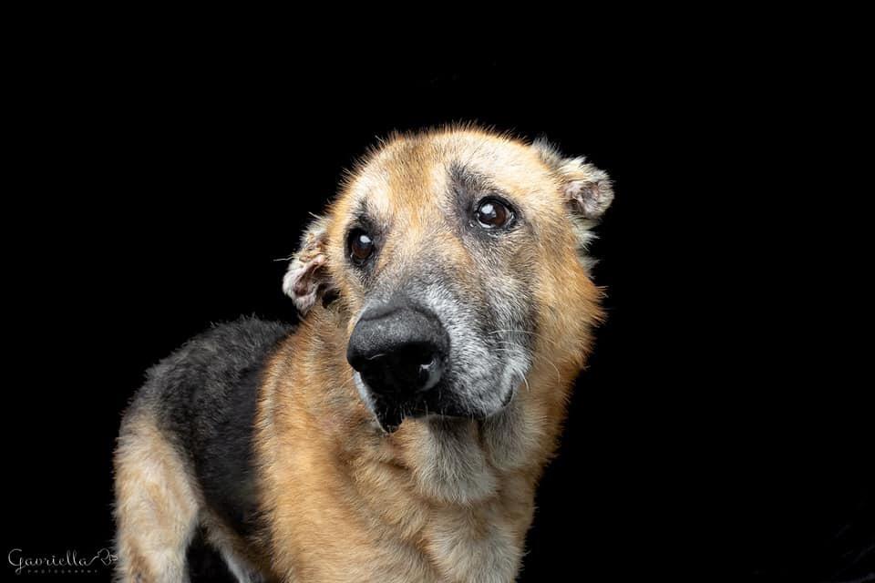 Big Cypress German Shepherd Rescue