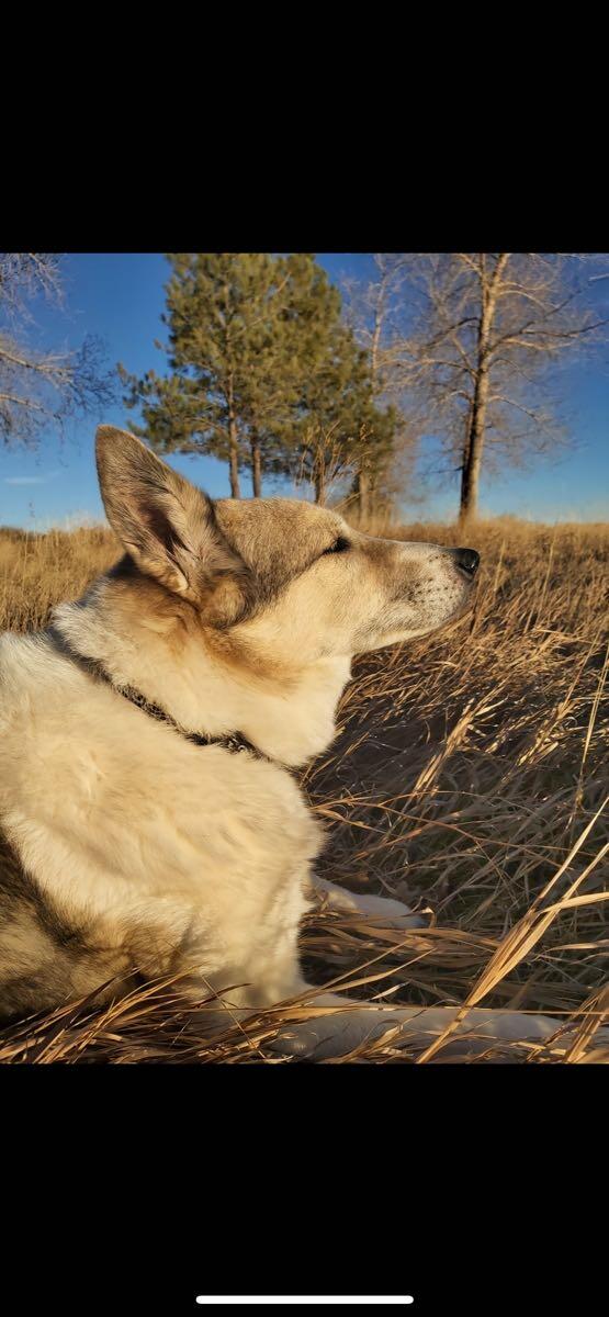 Muddy Mutts & Critter Care - Nextdoor