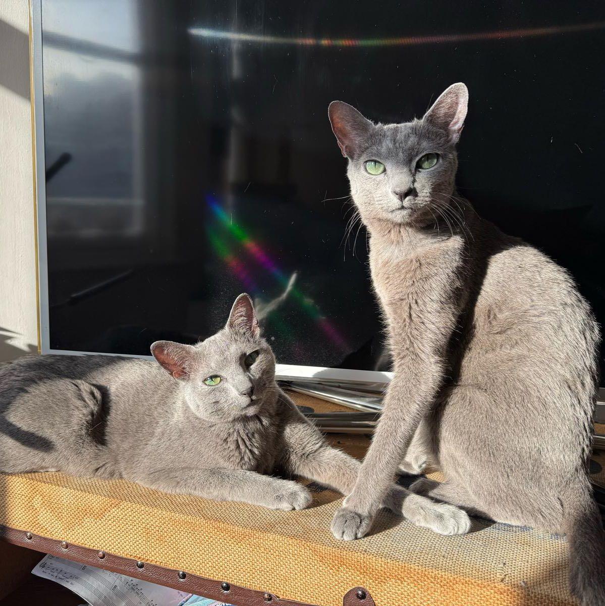 Furever Friends Cat Care - Twickenham, England - Nextdoor