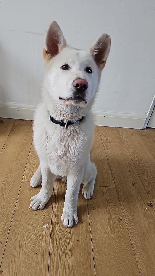 Rover - Ilford, England - Nextdoor