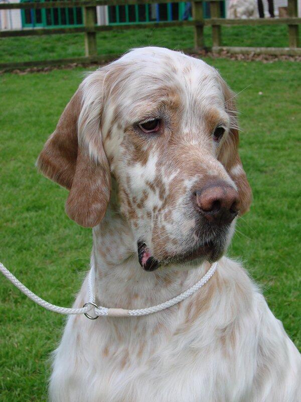 Cotswold Canine Clipping - Cheltenham, GB-ENG - Nextdoor