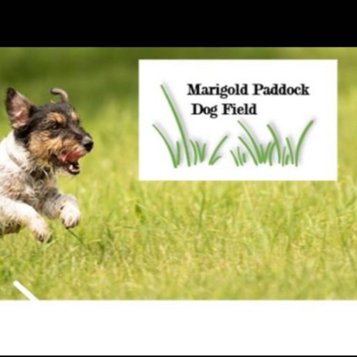 Marigold paddock - Bristol, GB-ENG - Nextdoor