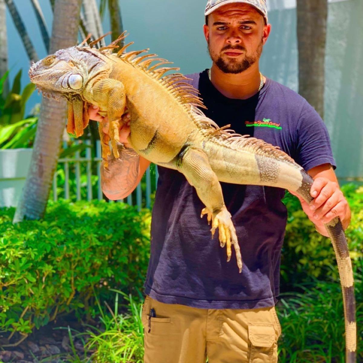 Humane Iguana Control | IGUANA REMOVAL - Miami, FL - Nextdoor