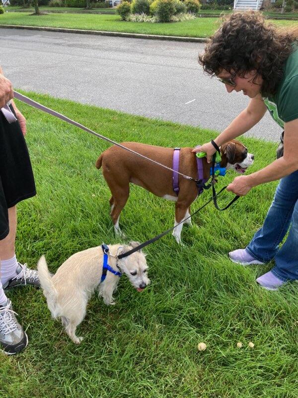 Trusting Hands For Animals Dog Behavior Training - Nextdoor