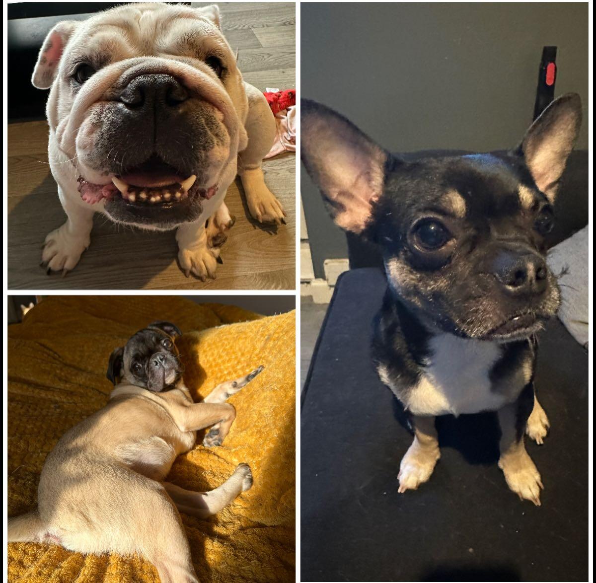 Pawsome pet care - Birmingham, England - Nextdoor