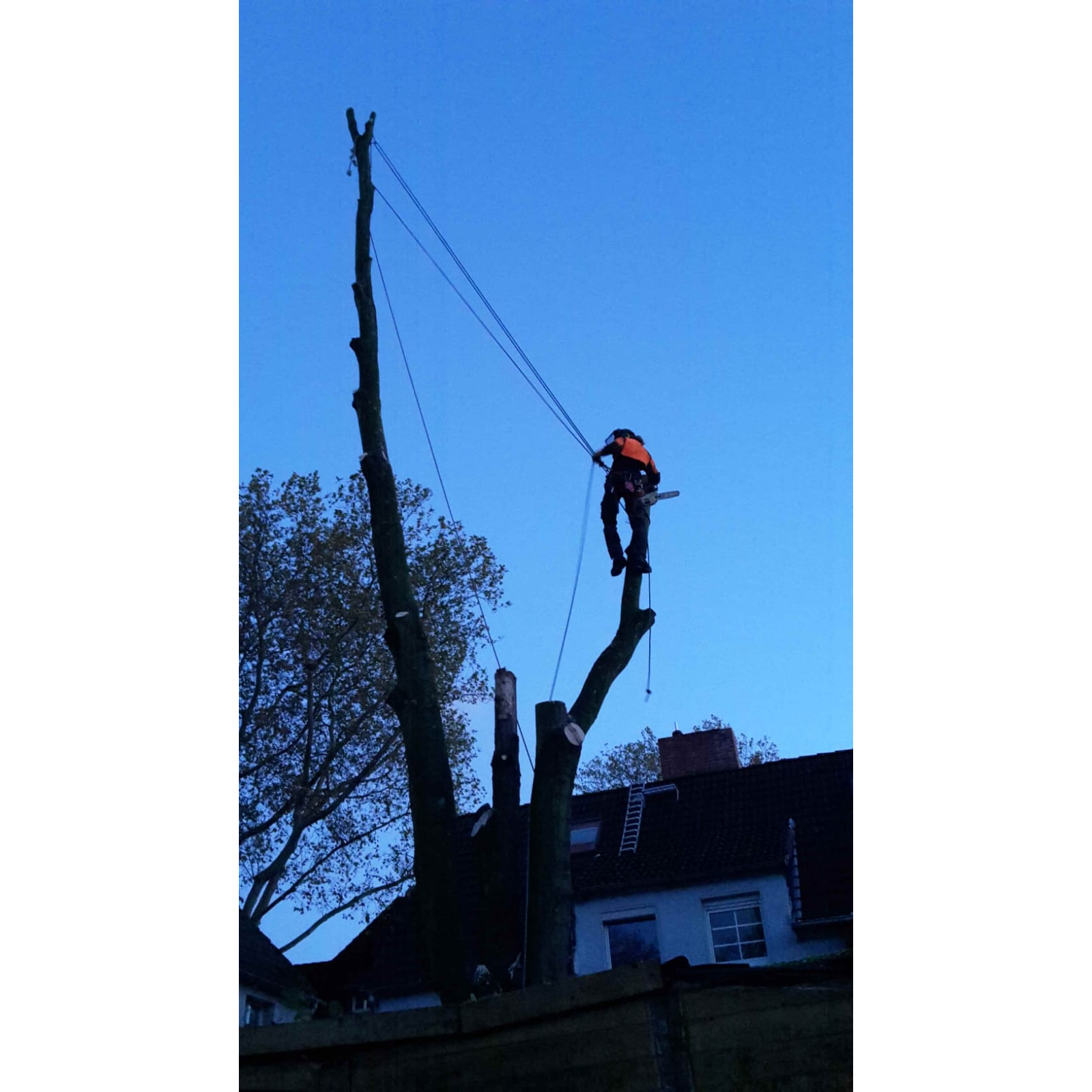 Ralph Berner Baumpflege Rabe - Nextdoor